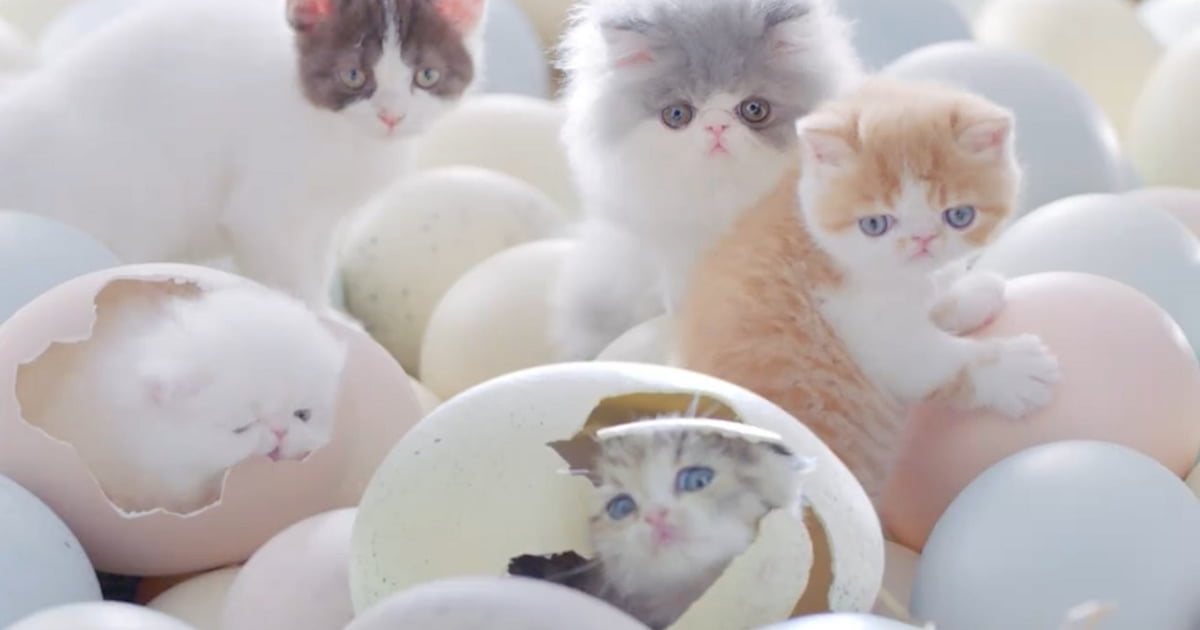 Cats are born, but Cates hatch.. the more you know - 9GAG