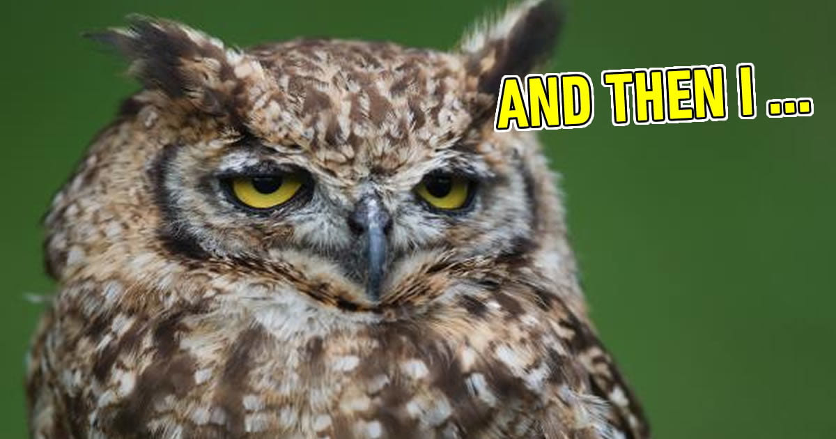 Owl Pouncing 101 - 9GAG