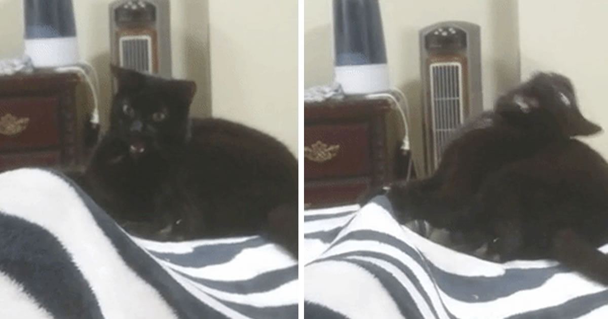 My cat powers up his attack. - 9GAG