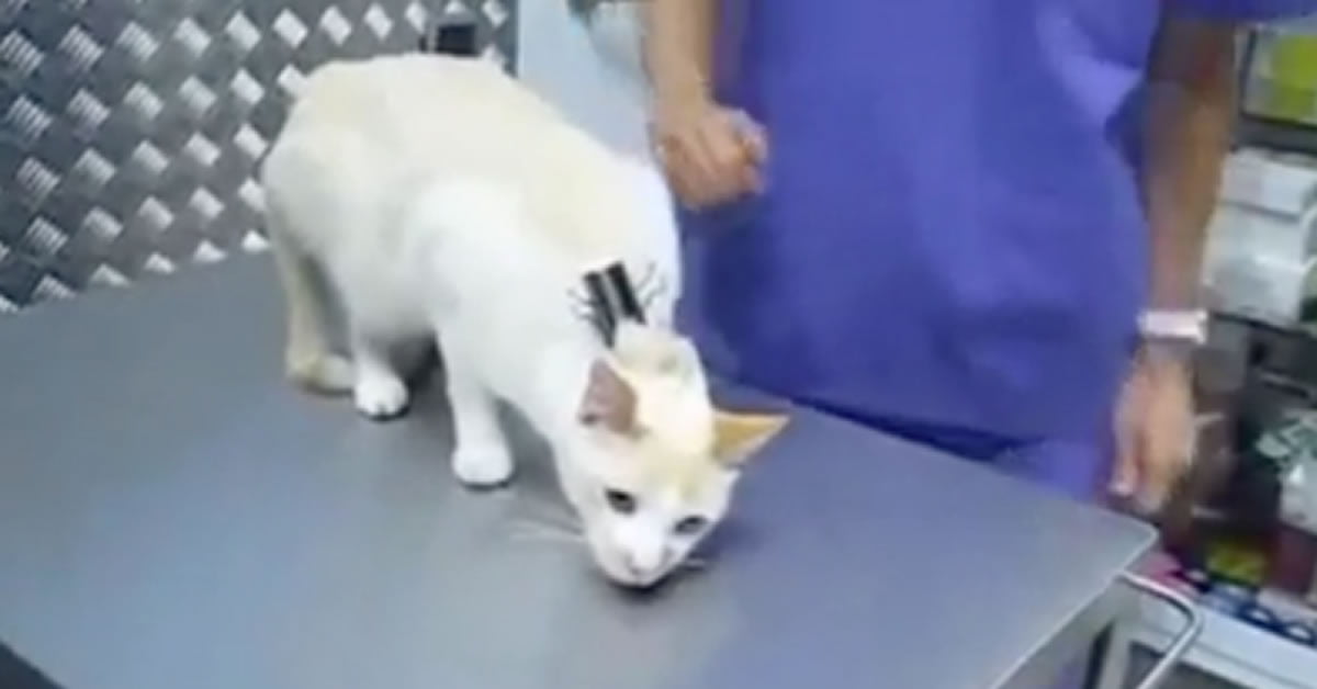 How to deactivate a cat - 9GAG