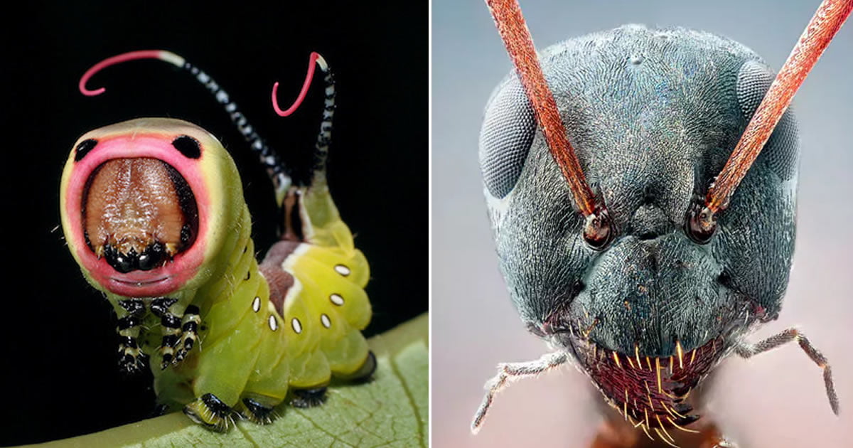Close-up Photos Of Insects Looking Like Aliens Straight Out Of Sci-Fi ...