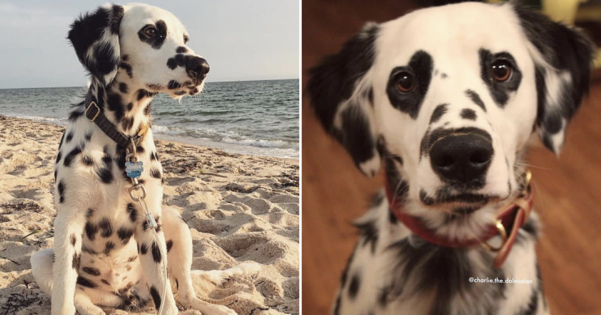 Adorable Dalmatian Becomes Internet Famous With His Heart-Shaped Eyes ...