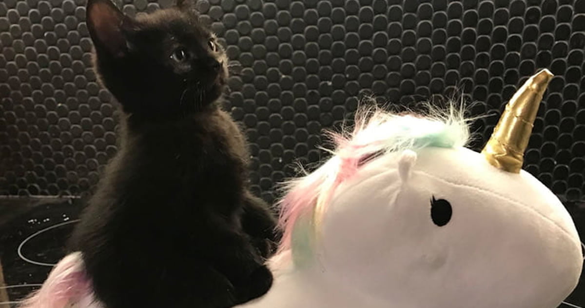 Beware the fluffy cat of death! - 9GAG