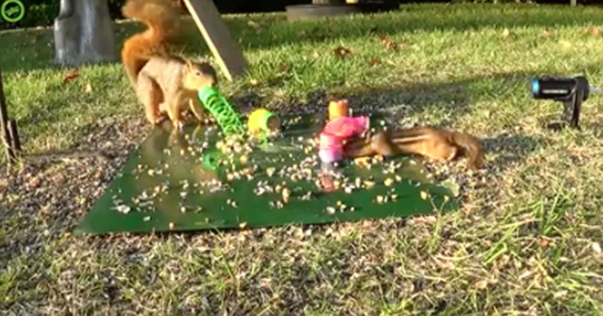 Squirrel attack - 9GAG