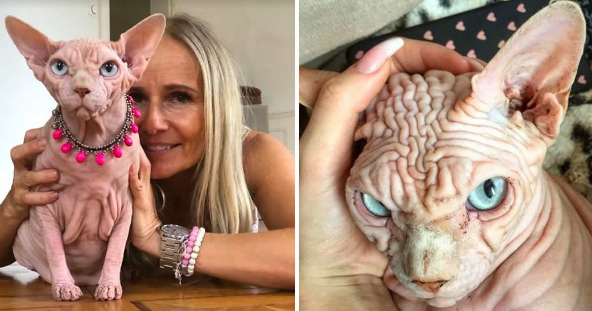 Grumpiest-Looking Cat Is Actually Super Sweet - 9GAG