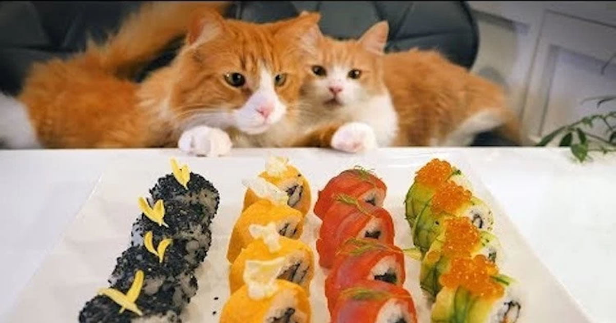 Japanese Culinarian Prepares American Sushi Rolls Under Supervision Of ...