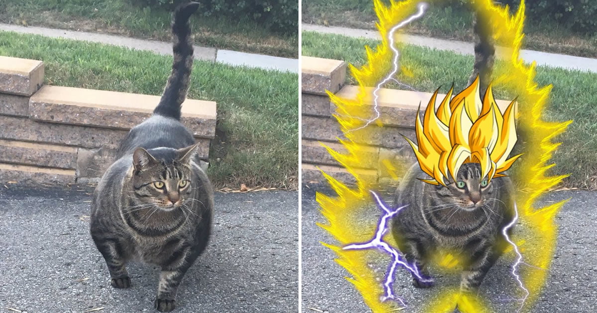 Muscly Feline Known As "Buff Cat" Is Internet's Newest Favorite Animal ...