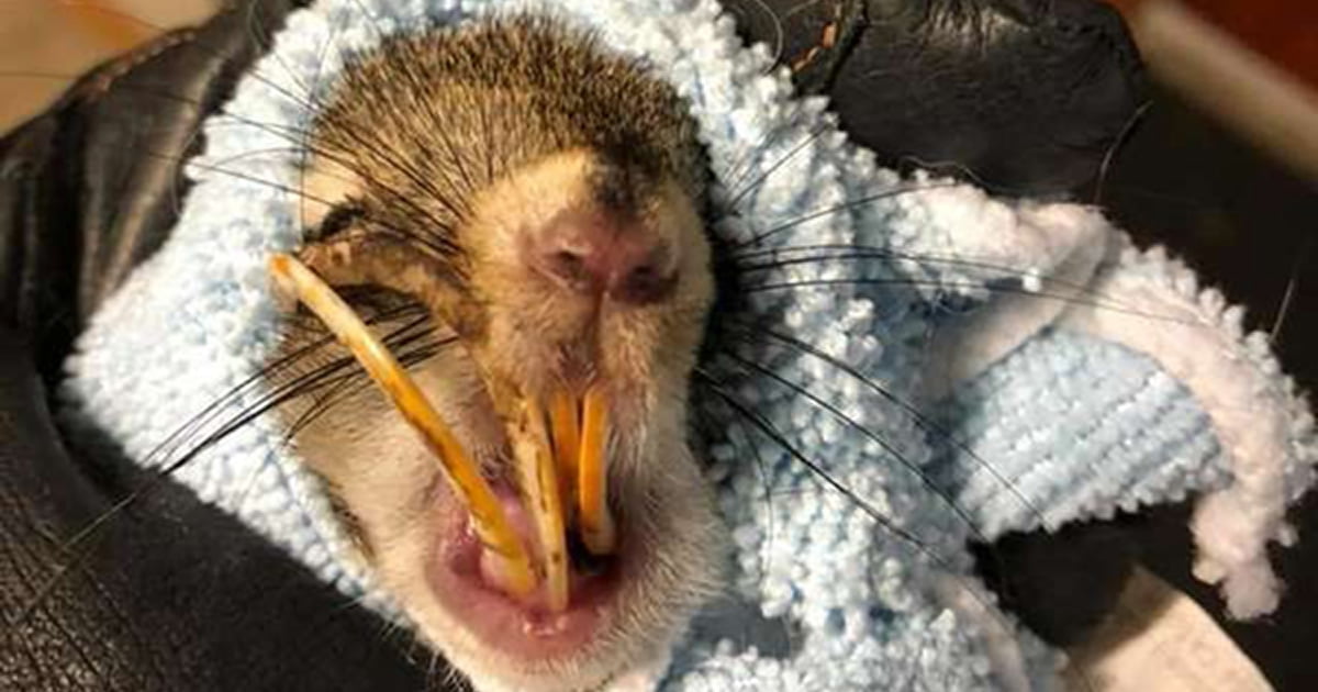 This Sabre-Toothed Squirrel Was Saved By An Amateur Dentist - 9GAG