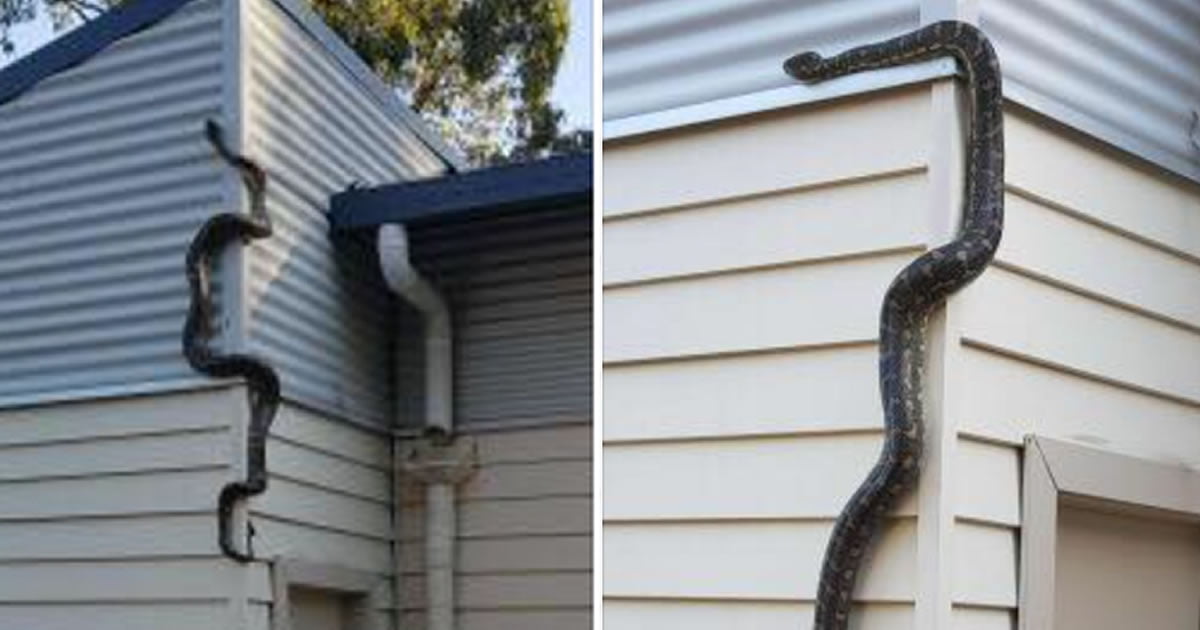 Australian Dude Shocked As A Massive Python Tries To Get Into His House ...