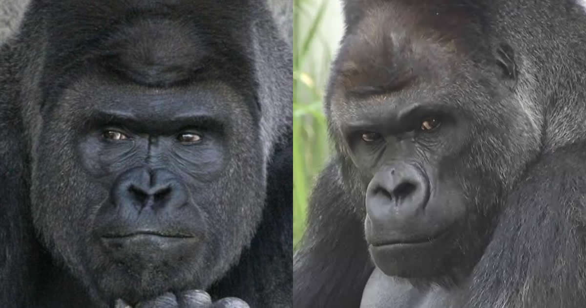 This Ridiculously Good-Looking Gorilla Released His Own Photo Book - 9GAG