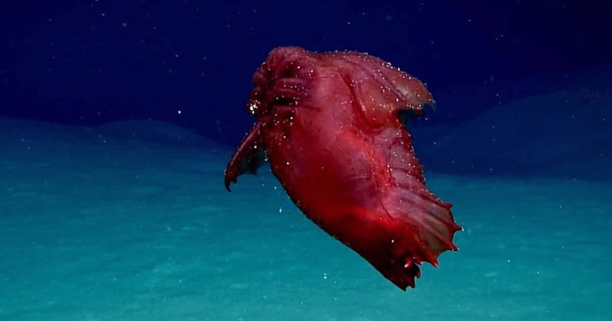 Headless Chicken Sea Monster In Antarctica Filmed For First Time - 9GAG