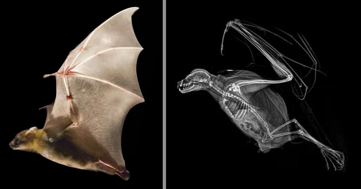 21 Spooky Animal X-rays Shared by Oregon Zoo - 9GAG