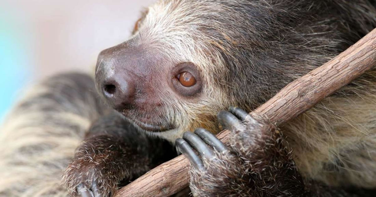 Elderly Sloths Live Out Their Golden Years At A Retirement Home In ...