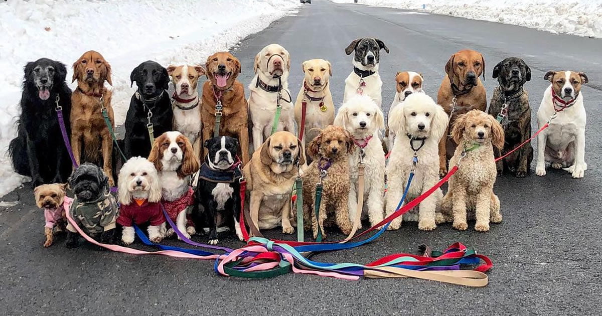 Adorable Group Photos of Dogs Who Pack Walk Together Every Day - 9GAG