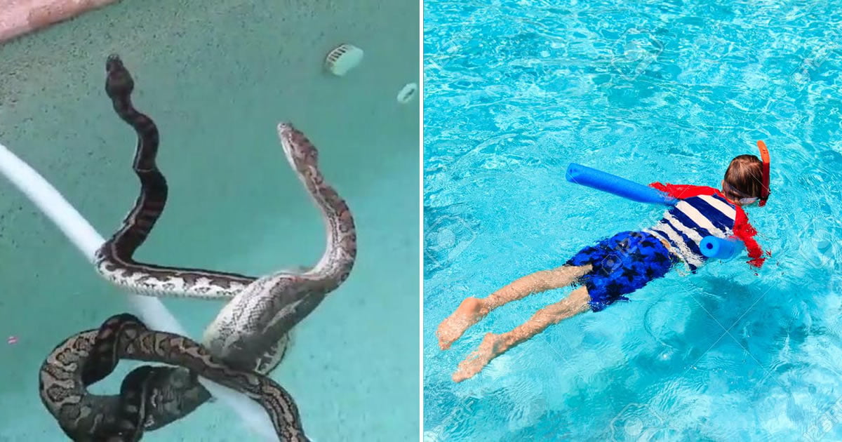 Fire Department Issue Warning About Snakes Living In Pool Noodles - 9GAG