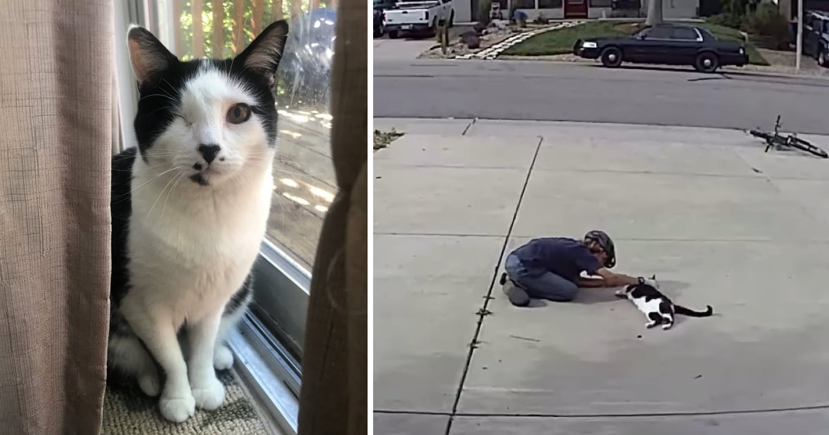 Family Discovers Neighbor Boy Pays Visit To Their One-Eyed Cat As Daily ...