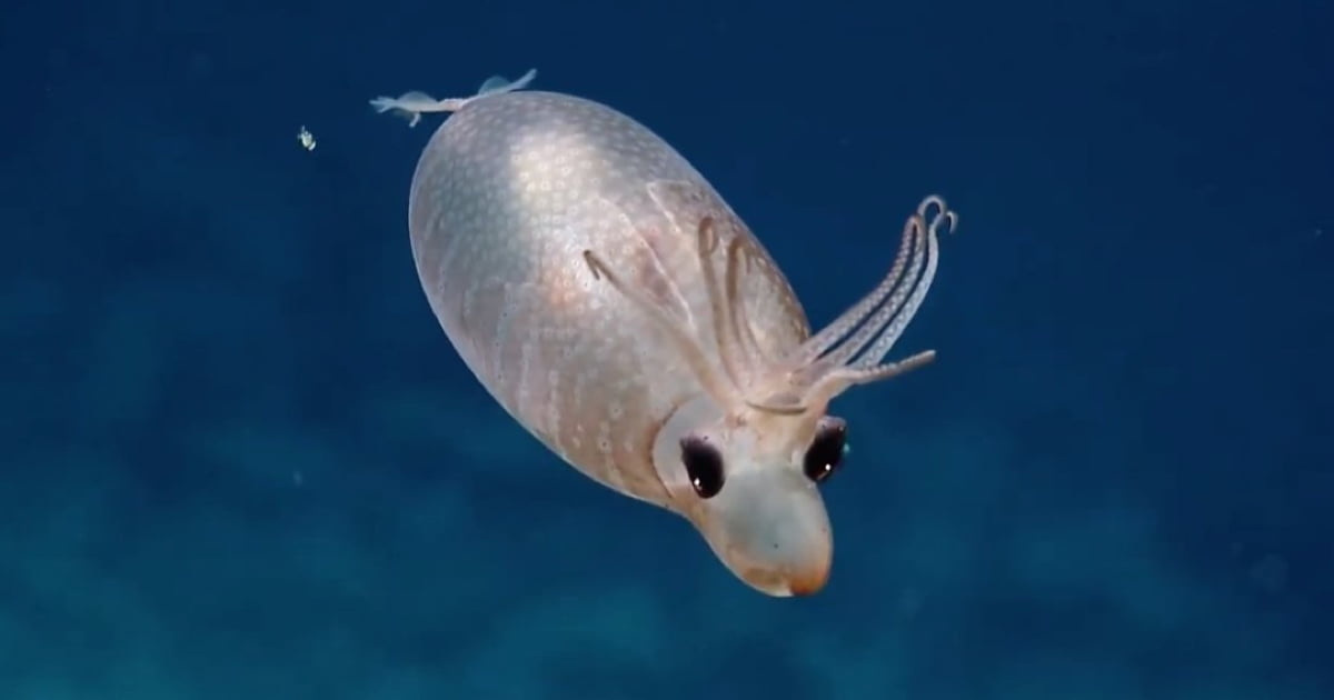 Scientists Captured Footage Of A Cute Piglet Squid - 9GAG