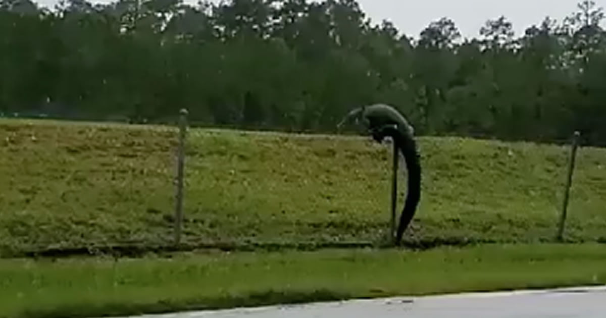 Alligator Spotted Climbing Fence In Florida - 9GAG