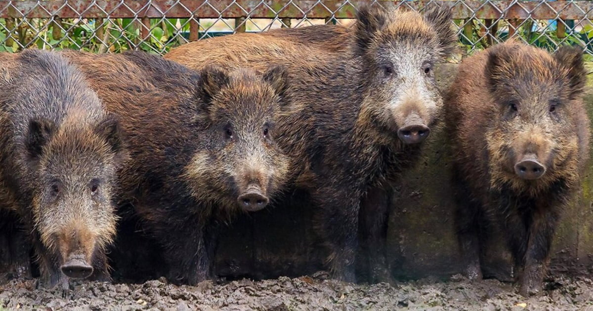 Aporkalypse: U.S. Fears Invasion Of Feral Hogs From Canada - 9GAG