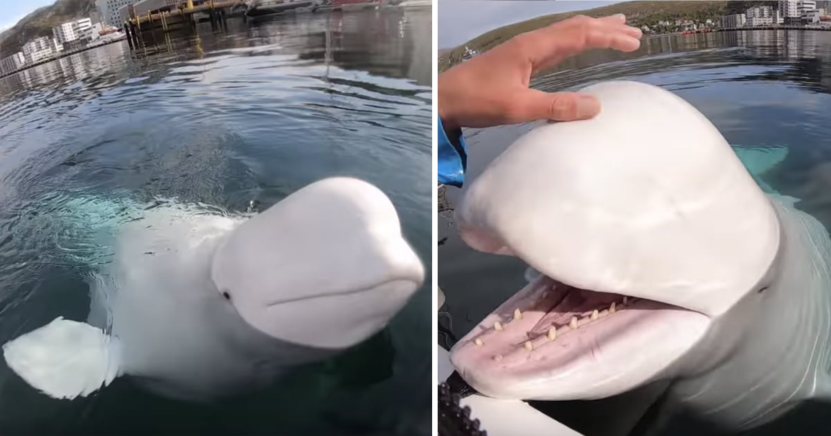 Footage Shows Beluga Whale Returning GoPro After Knocking It From ...