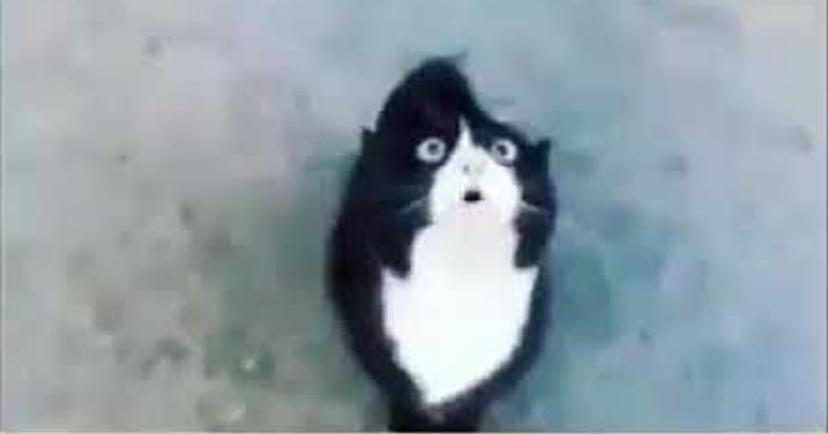 Take your time scroller! Metalcore cat greets you with song for the ...