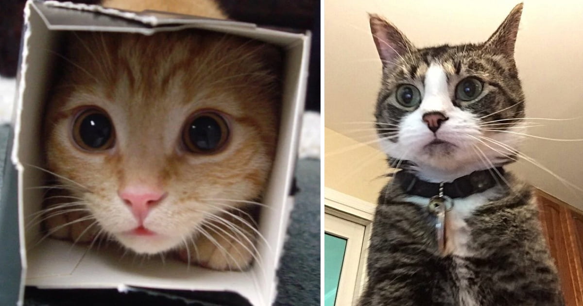 The Average Cat Owner Takes 7 Photos Of Their Cats Every Day, Study ...