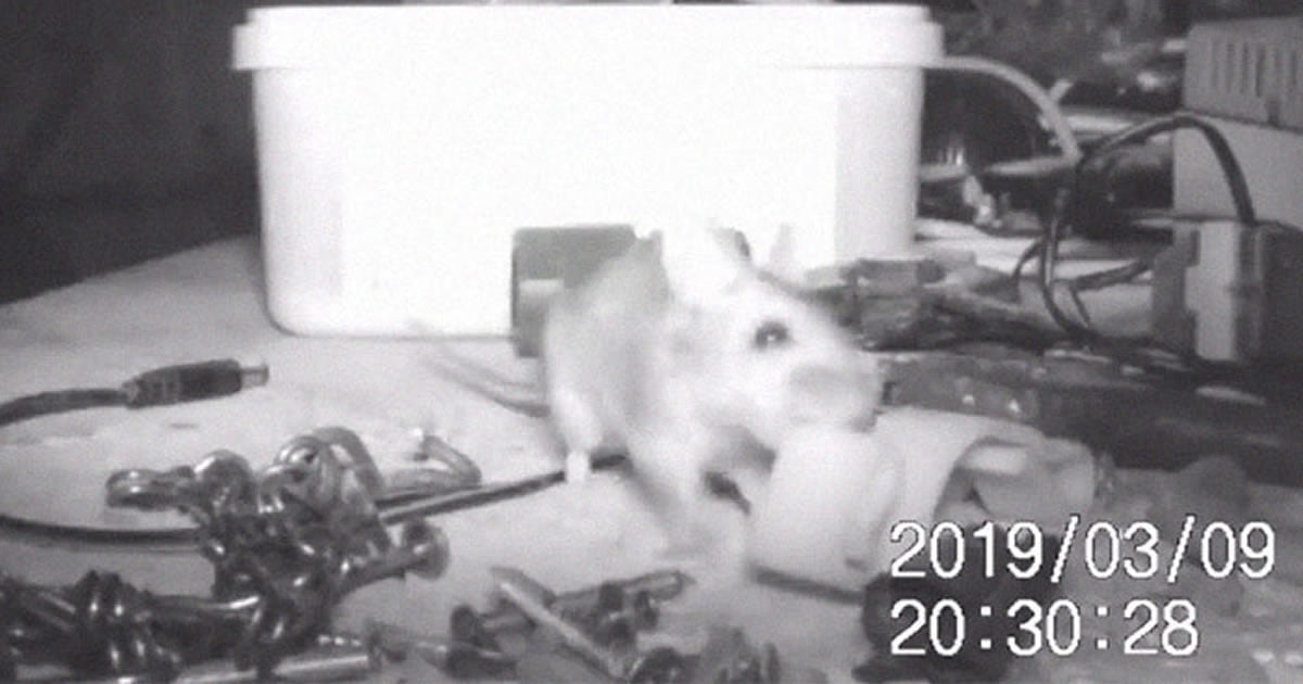 A 72 year old retired man from Britain found out that a little mouse ...