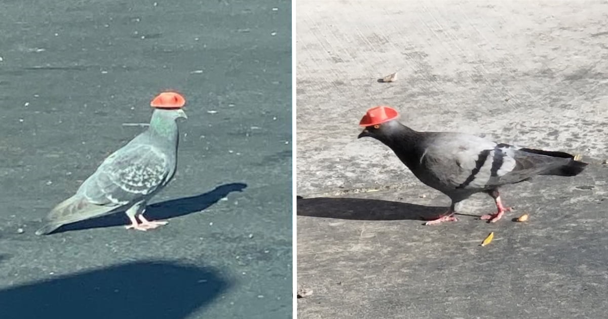 Pigeons Wearing Cowboy Hats Spotted in Las Vegas - 9GAG