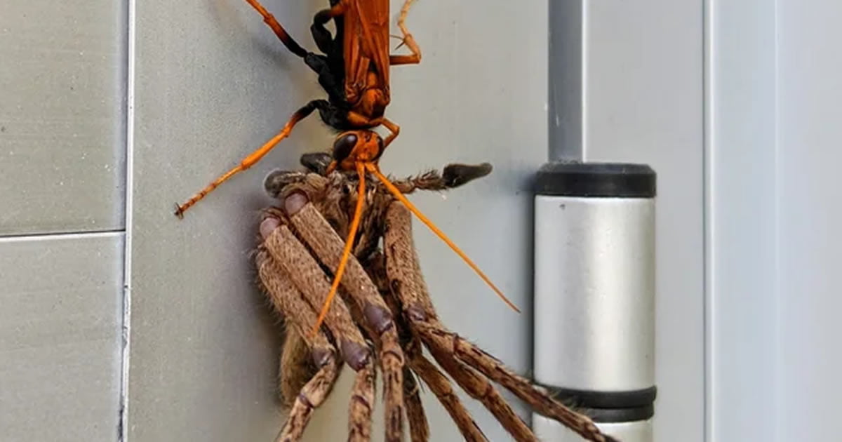 Look! A Tarantula Hawk Wasp Drags A Dying Huntsman Spider Twice Its ...