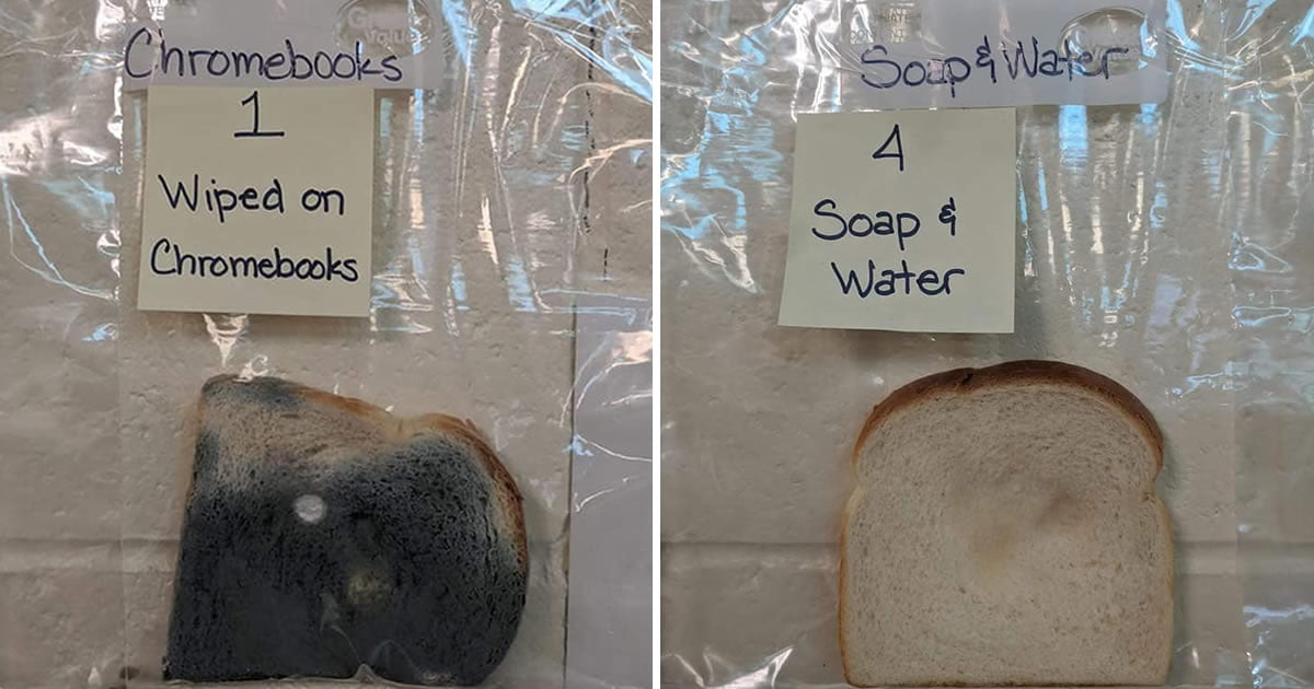 Moldy Bread Experiment Shows the Importance Of Washing Hands - 9GAG