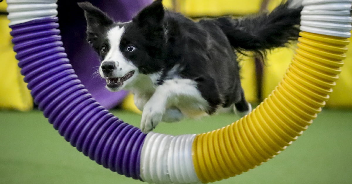 Pink the Dog Destroys Westminster Dog Show Agility Course! - 9GAG