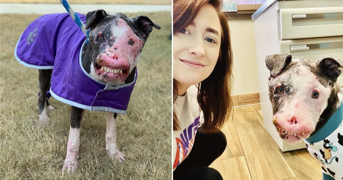 This Abandoned Dog With Disfigured Face Is Making A Beautiful Recovery ...