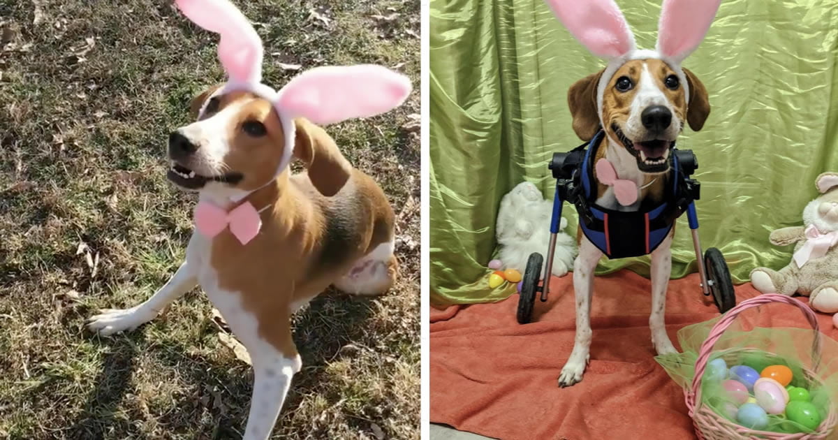 Lieutenant Dan The 2 Legged Dog Is Competing To Be 2020 Cadbury Bunny ...