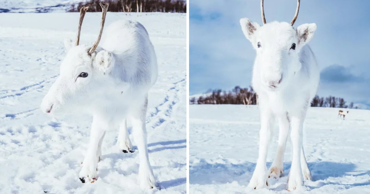 Photographer Captures Stunning Photos Of Rare White Baby Reindeer In ...