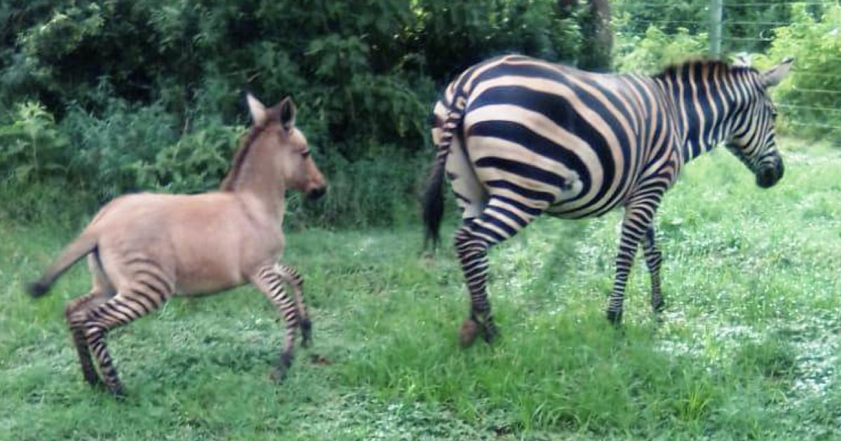 Zebra Gives Birth To Rare Baby Zonkey After Mating With A Donkey - 9GAG