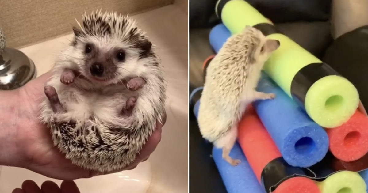 Pepper The Hedgehog Runs Obstacle Course Inspired by 'American Ninja ...