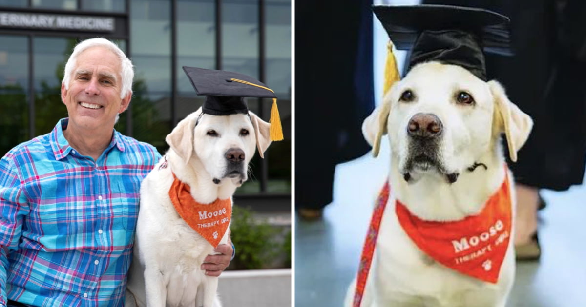 Therapy Dog Receives Honorary Doctorate Degree After Years Of Helping ...