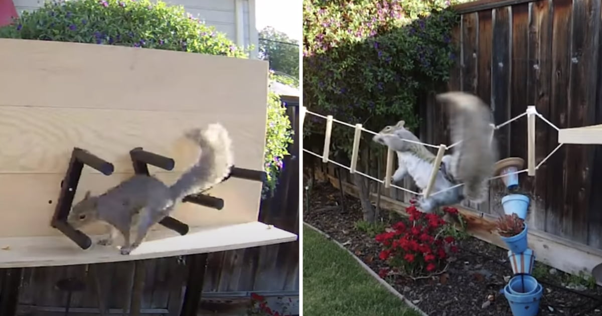 Watch Squirrels Attempt To Beat Bird Feeder Obstacle Course - 9GAG