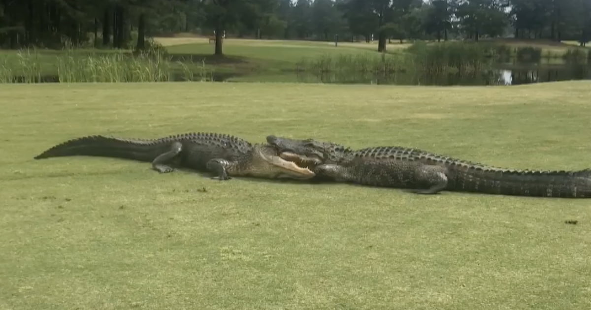 Two Alligators Seen Fighting On South Carolina Golf Course - 9GAG
