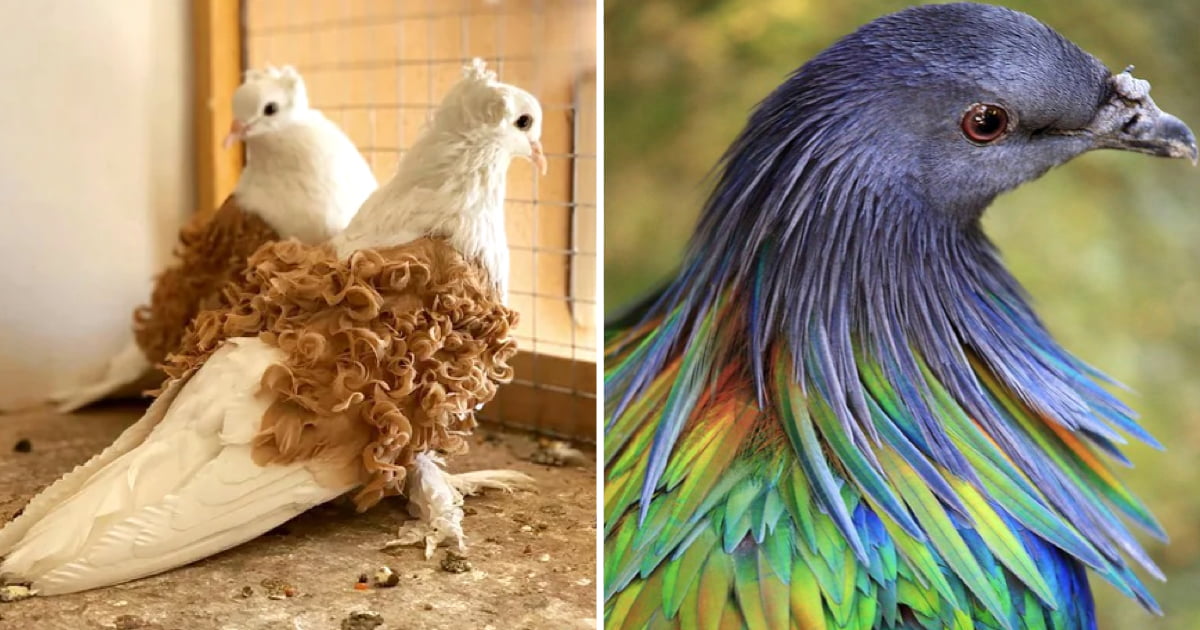 These Are The World's Most Beautiful And Unique-Looking Pigeons - 9GAG
