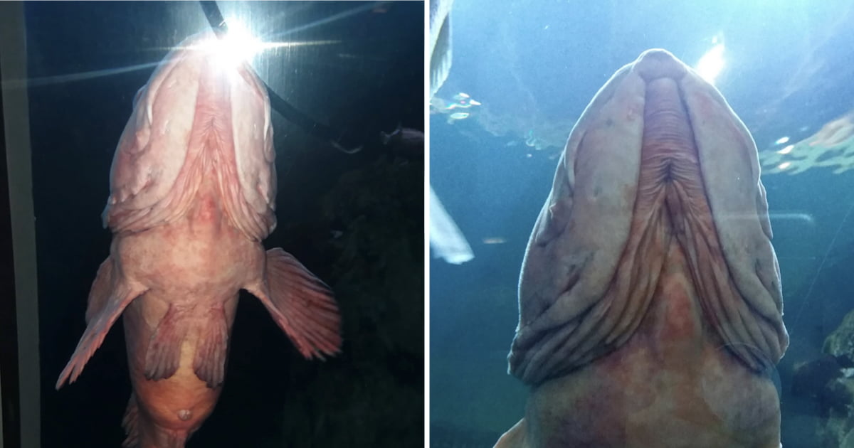 People Are Amused By Gigantic Penis Fish At Aquarium - 9GAG