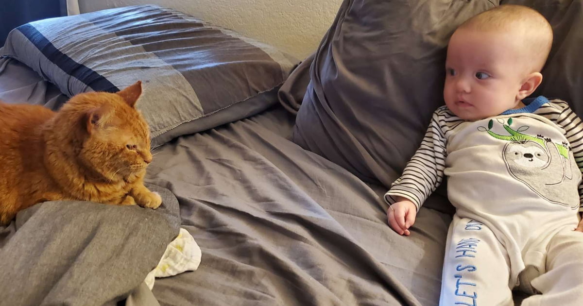 Cat Got Caught Sneaking In To Nap With Baby After Pretending Not To ...