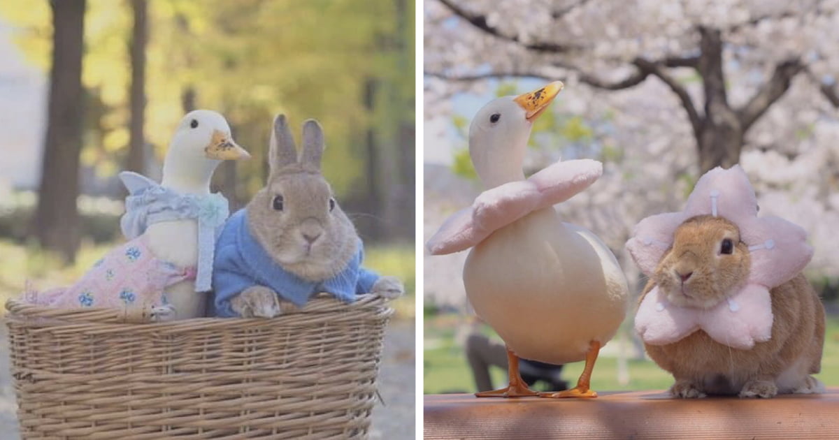 Duck And Bunnies Share An Adorable Friendship - 9GAG