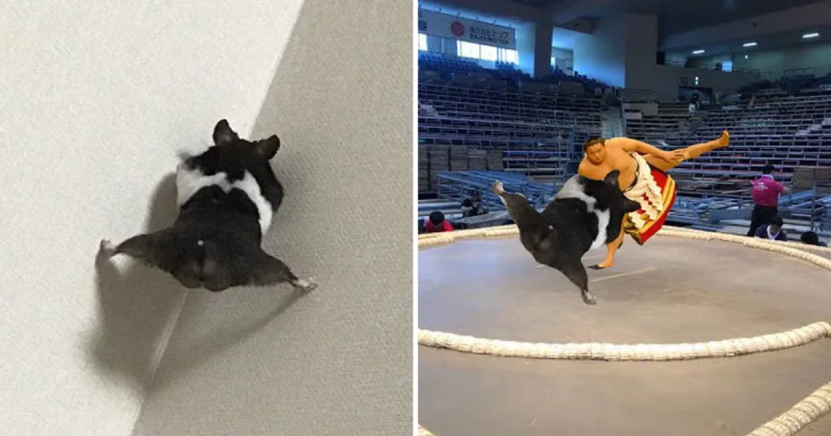 Memes Emerge As Hamster Makes Daring Escape By Climbing Wall - 9GAG