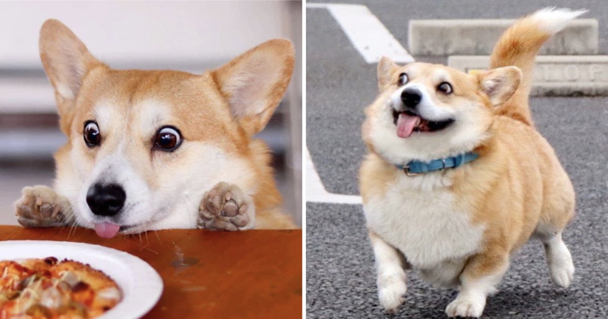 This Corgi Is A Dork And His Expressions Are Meme-worthy - 9GAG