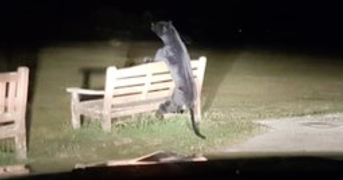 Police Respond To Report Of Panther Clinging To Park Bench, Turns Out ...
