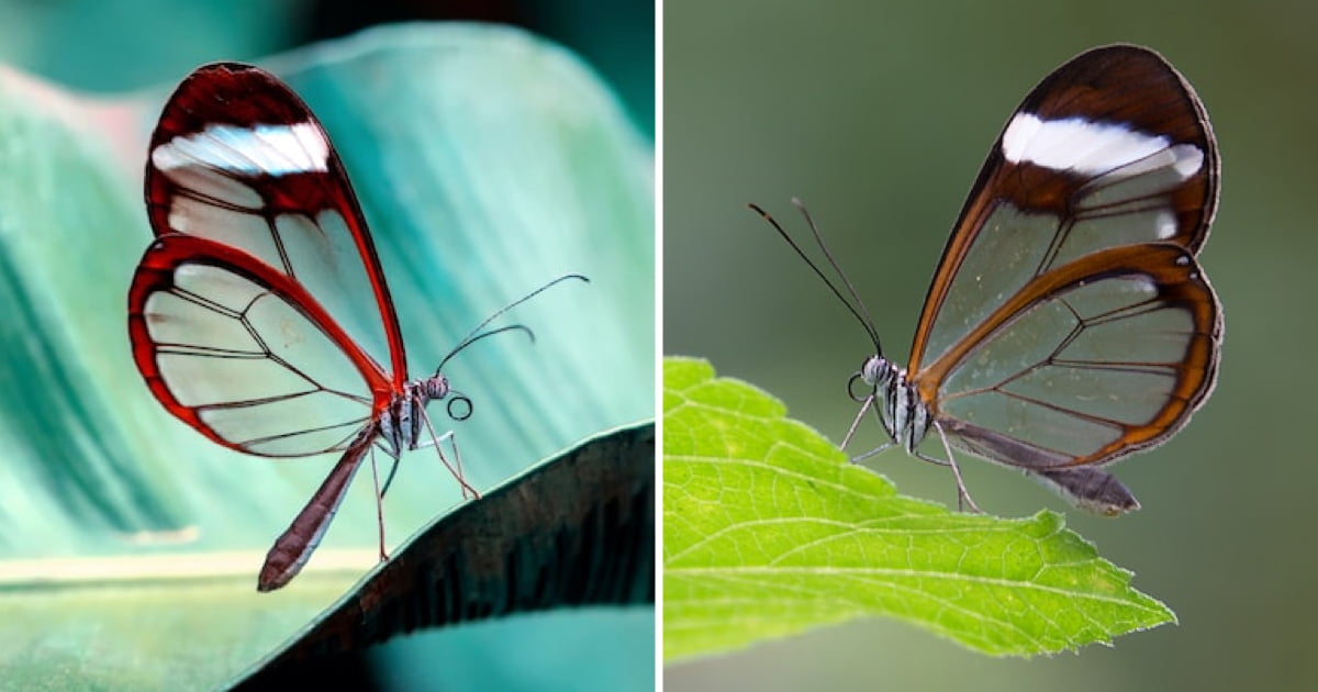 Glasswing Butterflies Have Stunning Transparent Wings That Look Like ...