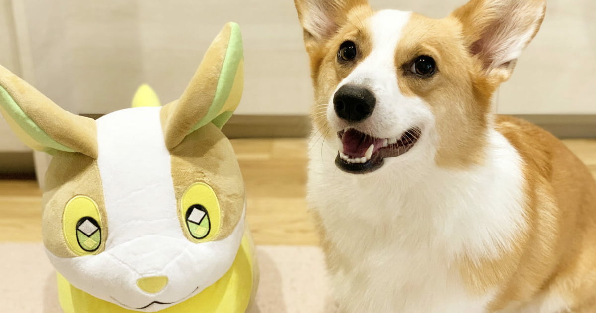 Corgi Receives Pokémon Doppelgänger Plushie As Birthday Present - 9GAG