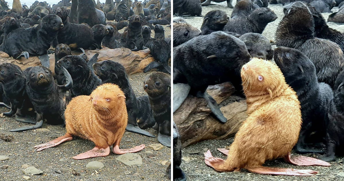 Rare Albino Seal Pup Spotted In Russia - 9GAG