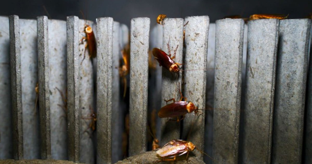 Chinese Cockroach Farm Uses Moat Filled With Fish To Keep A Billion ...